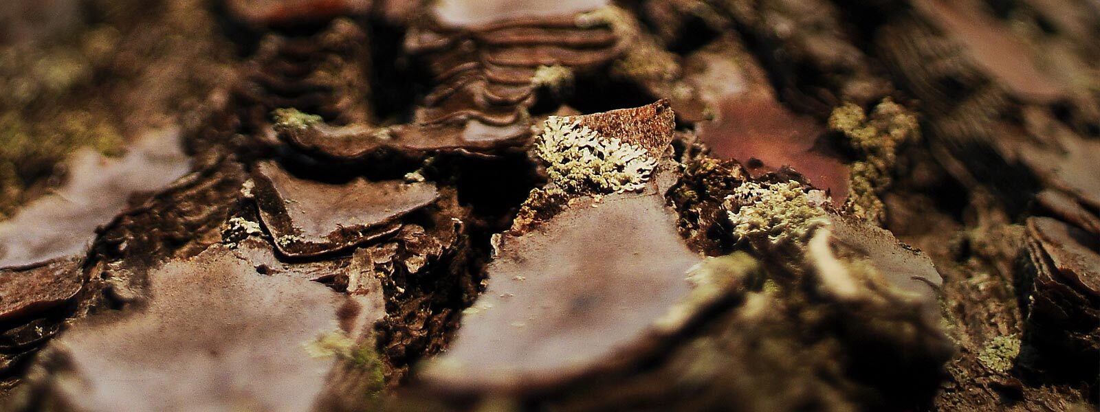 Pycnogenol®: Study Shows Pycnogenol Improves Microcirculation, Retinal ...